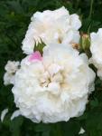 Gallery of White Roses – Susan Rushton