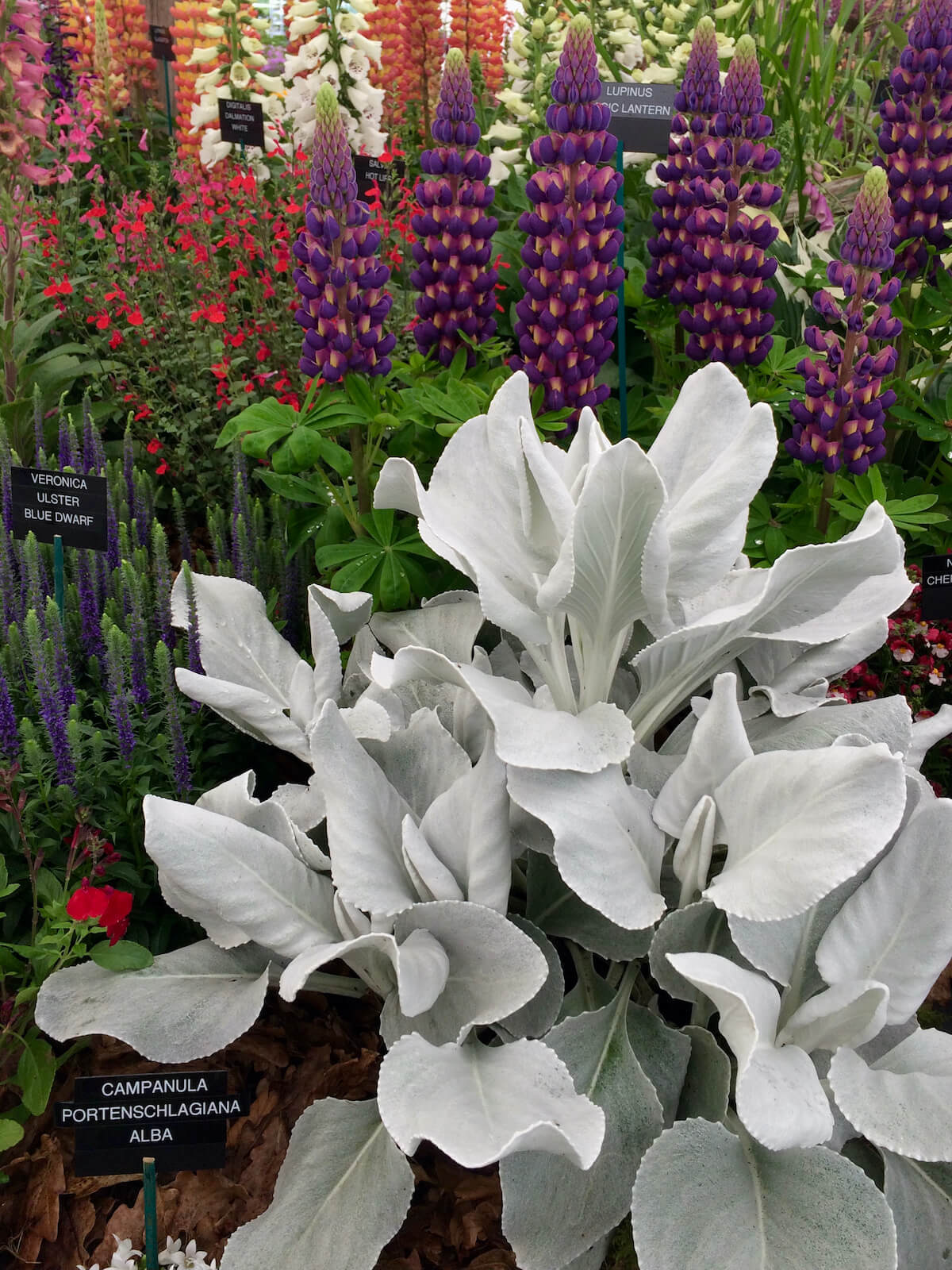 Life In Colour: Silver – Susan Rushton