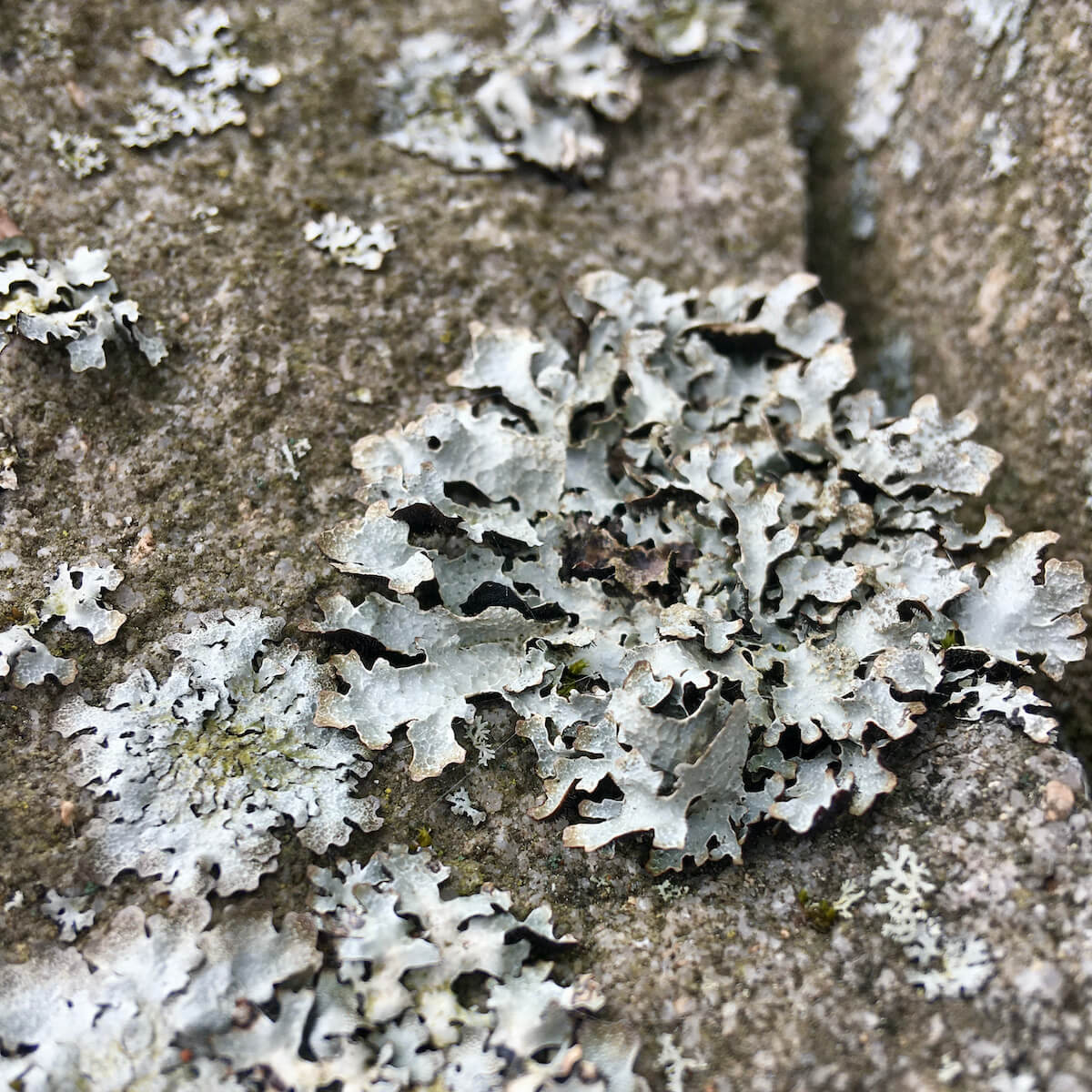 Life In Colour: Silver – Susan Rushton