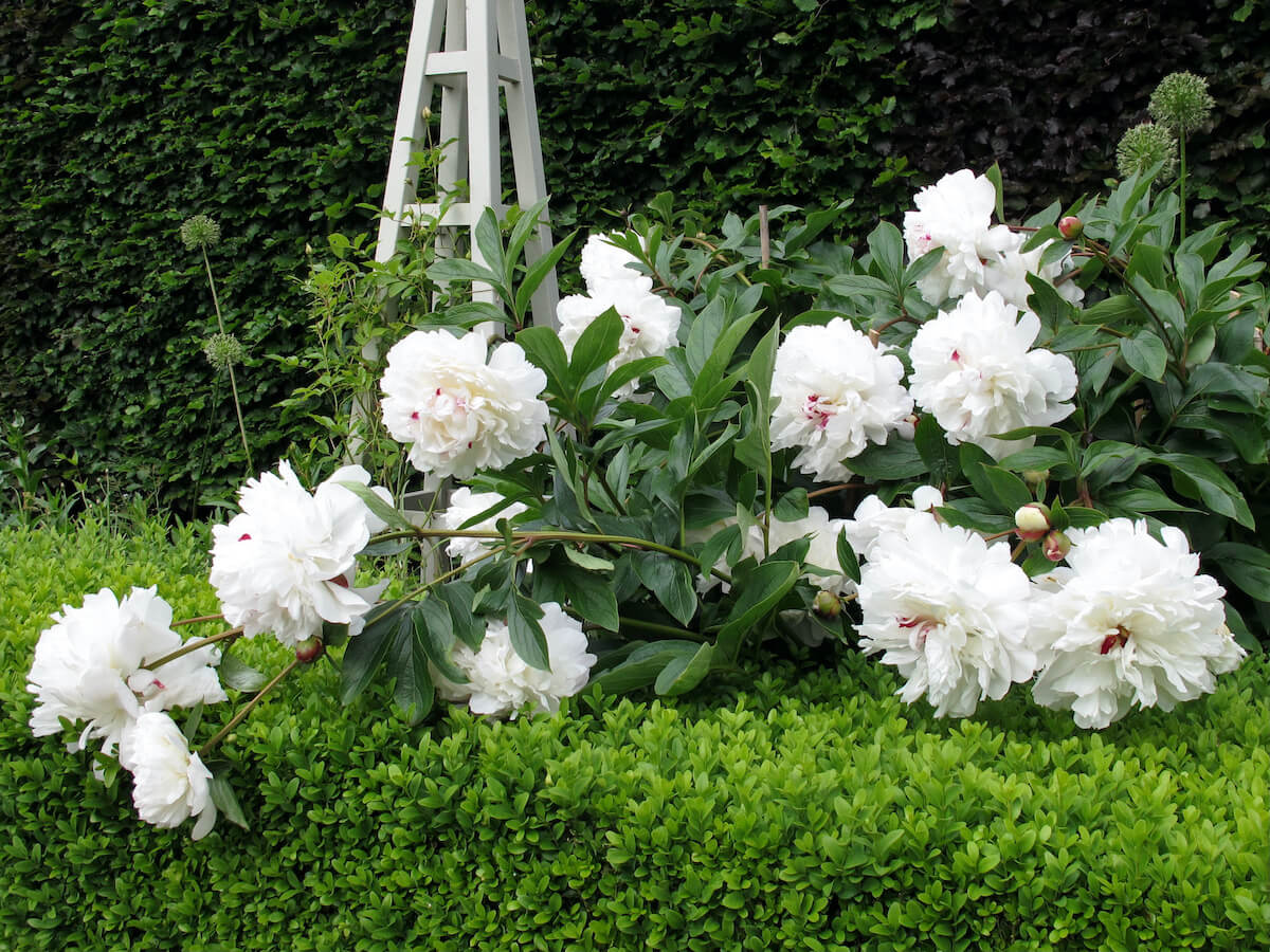 Gallery Of White Peonies – Susan Rushton
