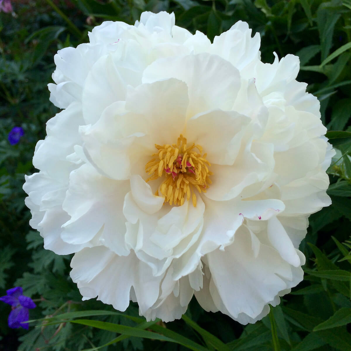 Gallery Of White Peonies – Susan Rushton