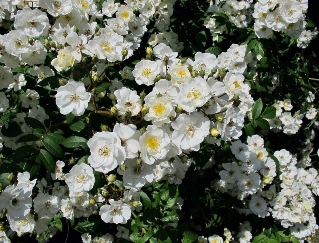 Gallery of White Roses – Susan Rushton