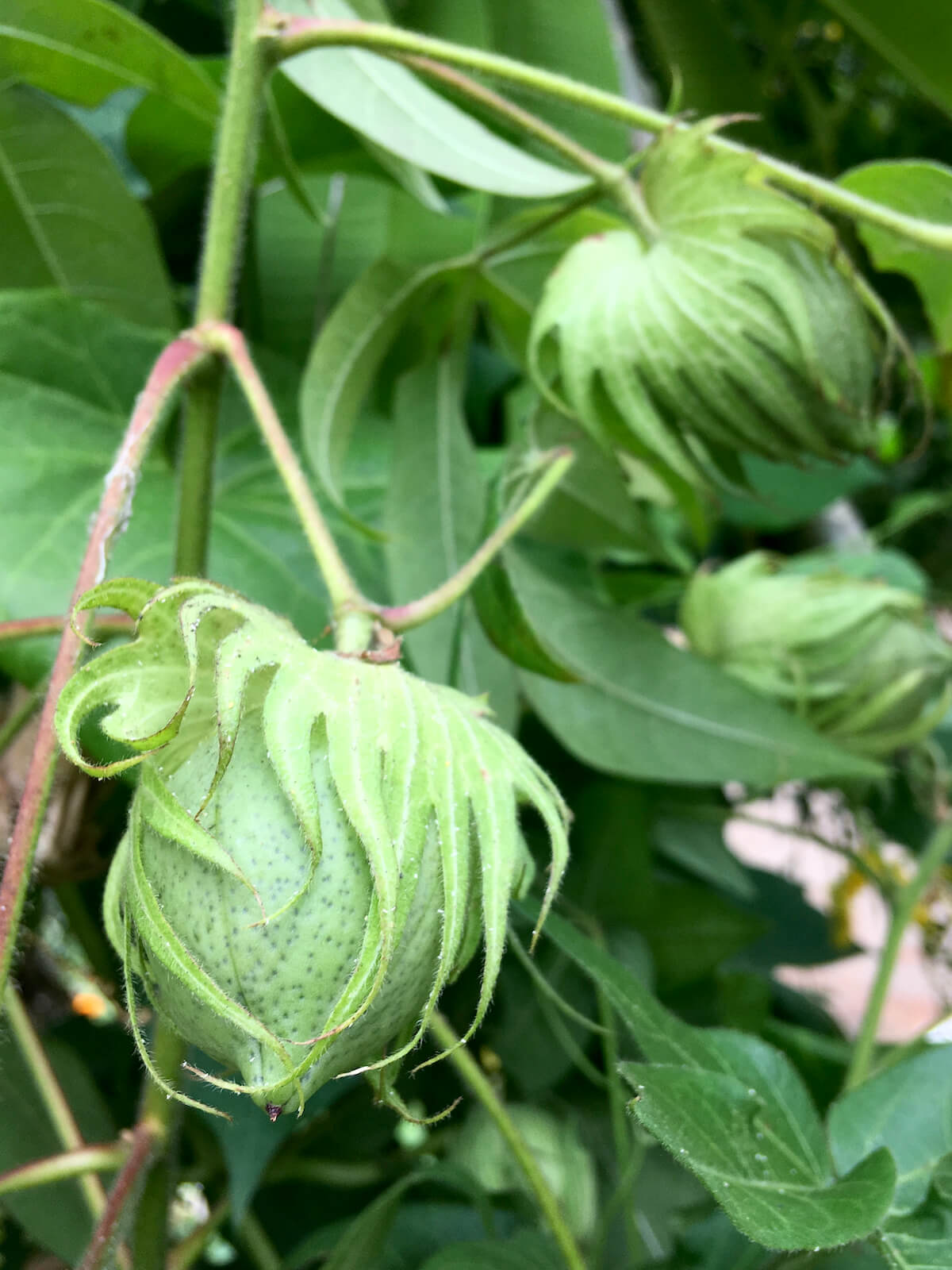Seven Flower Buds (A Quiz) – Susan Rushton