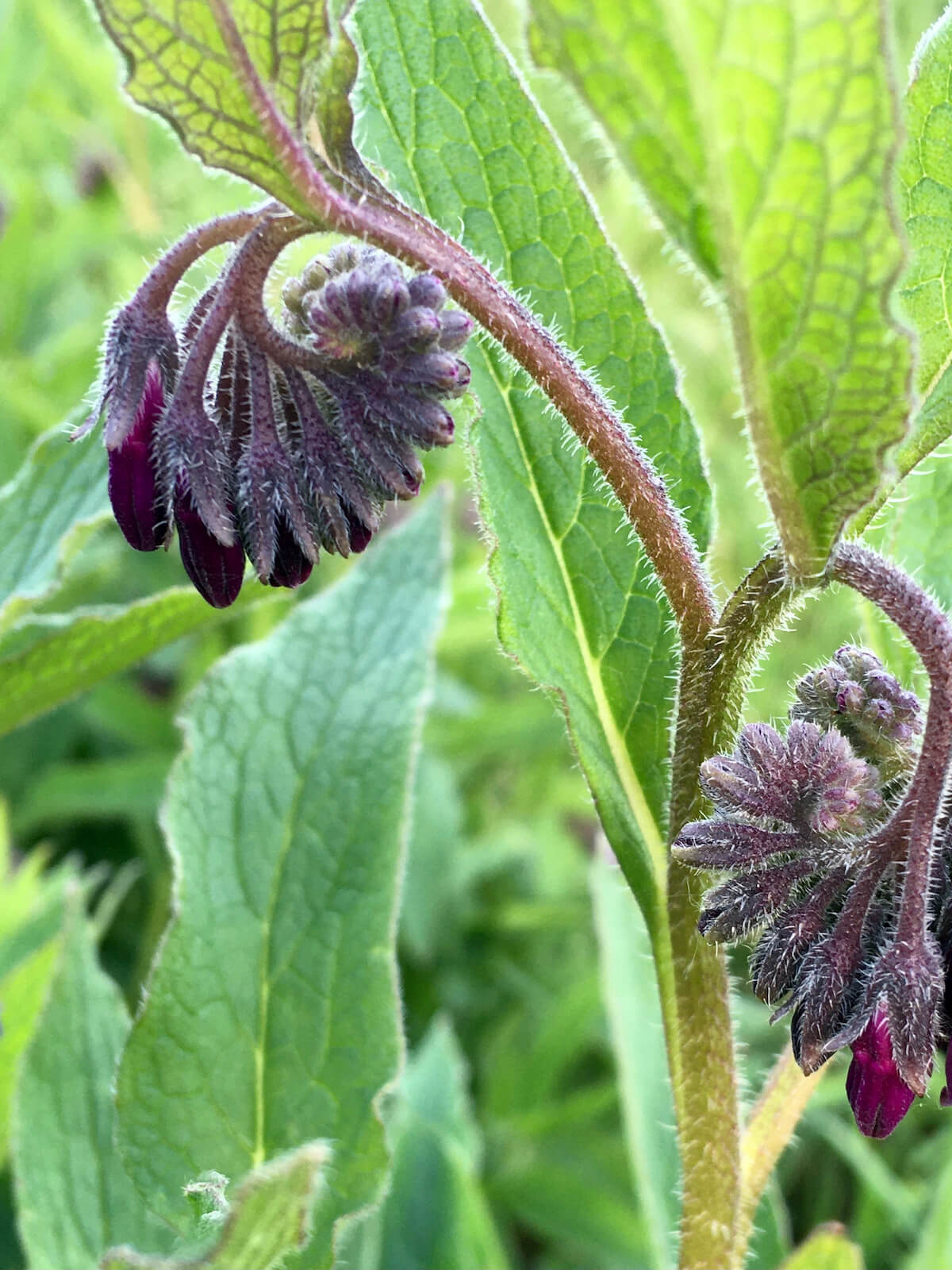 Seven Flower Buds (A Quiz) – Susan Rushton