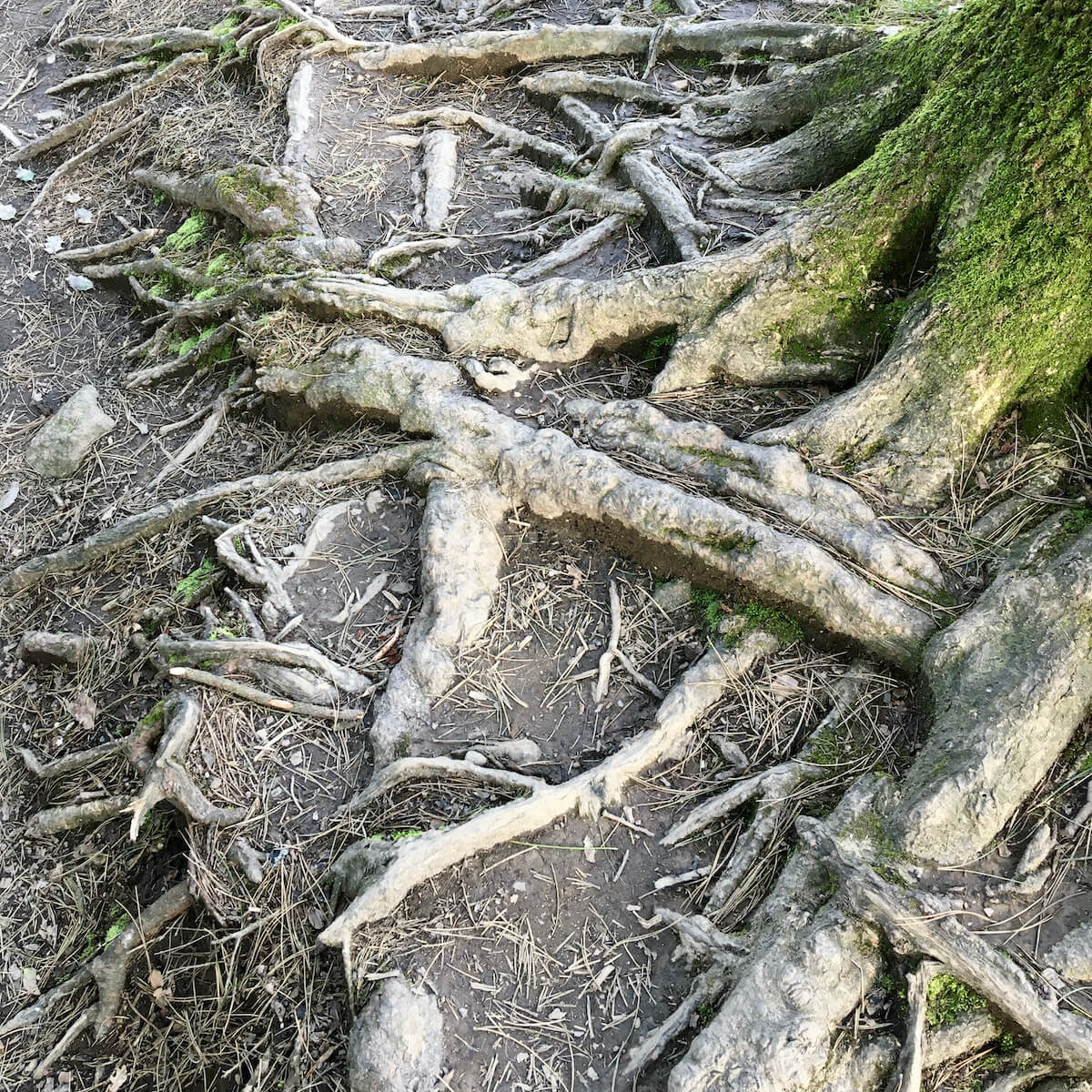 Surfaced Tree Roots Worn By Passing Feet – Susan Rushton