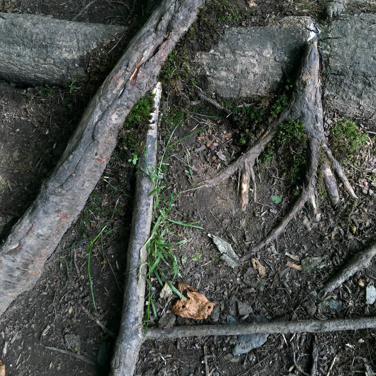 Surfaced Tree Roots Worn By Passing Feet – Susan Rushton