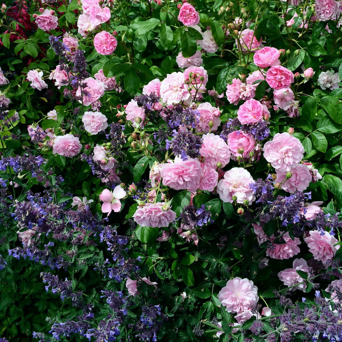 Great Companion Plants for a Cottage Garden: Roses – Susan Rushton