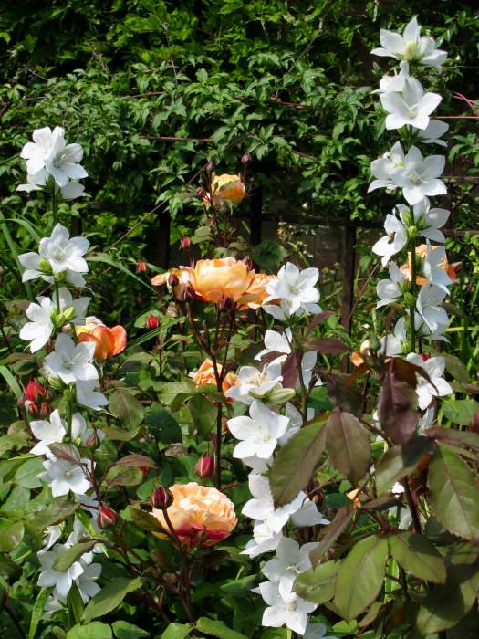 Great Companion Plants for a Cottage Garden: Roses – Susan Rushton