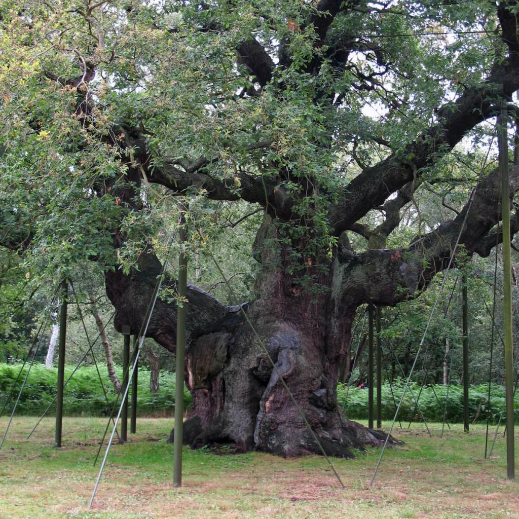 12 Facts About The Major Oak, Sherwood Forest – Susan Rushton