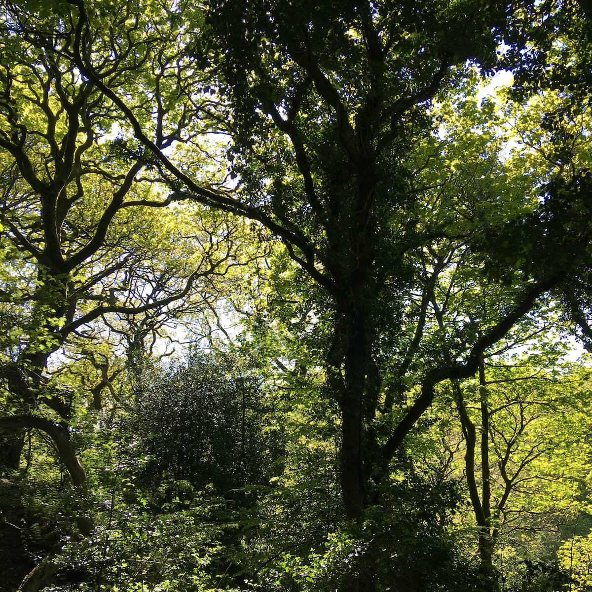 Three Tree Canopies For TreeSquare – Susan Rushton