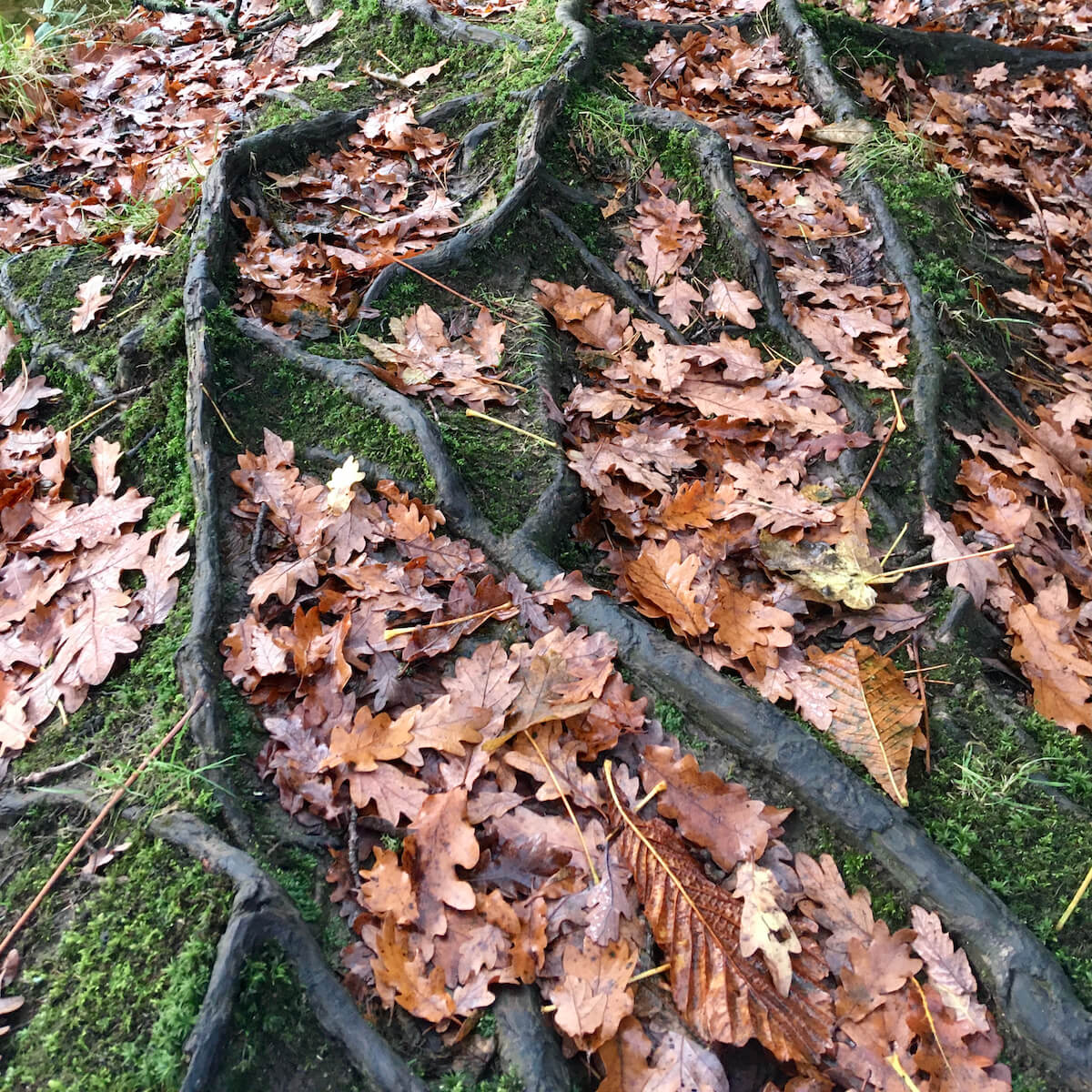 Surfaced Tree Roots Worn By Passing Feet – Susan Rushton