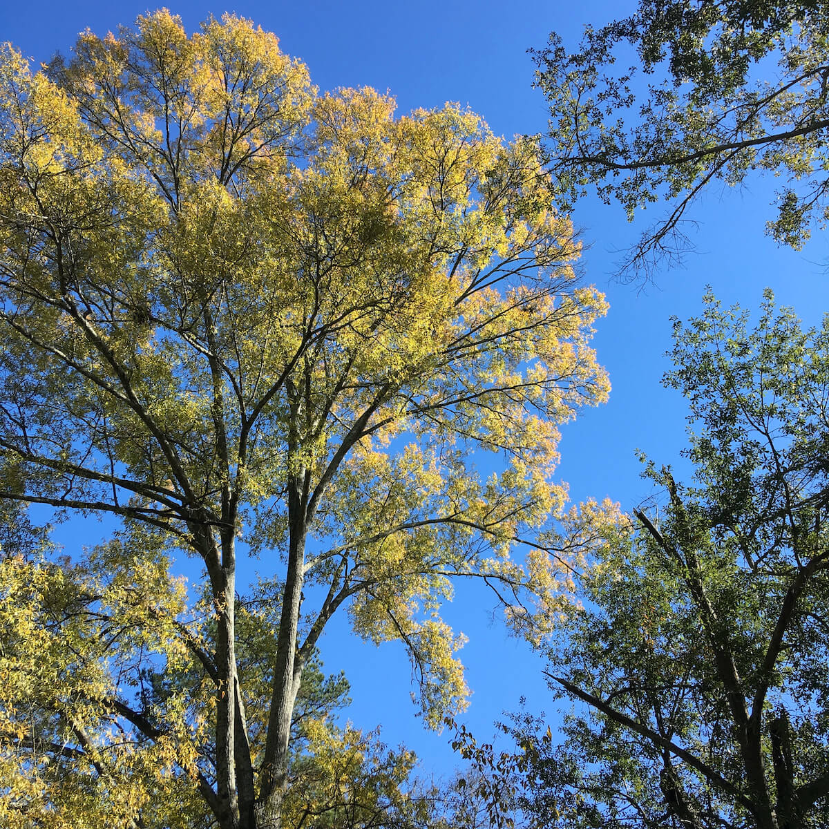 Three Tree Canopies For TreeSquare – Susan Rushton