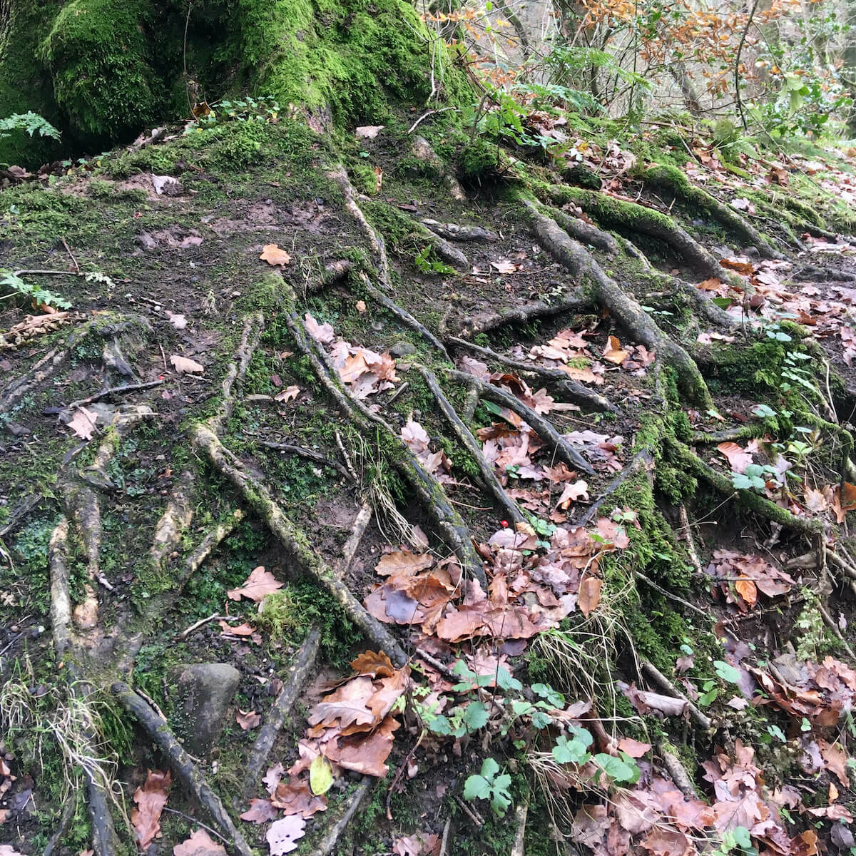 Surfaced Tree Roots Worn By Passing Feet – Susan Rushton