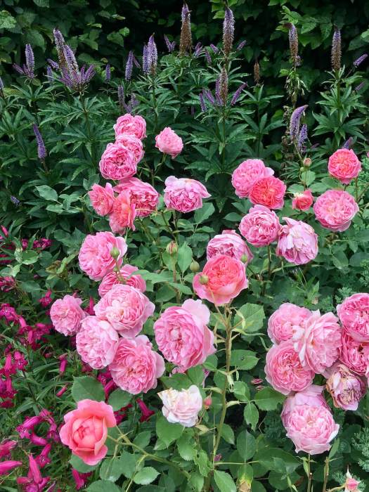 Great Companion Plants for a Cottage Garden: Roses – Susan Rushton