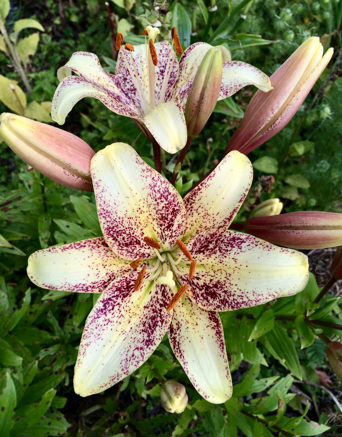 Speckled Lily – Susan Rushton