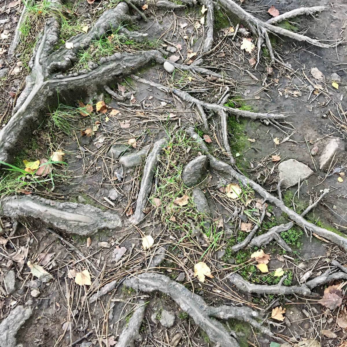 Surfaced Tree Roots Worn By Passing Feet – Susan Rushton