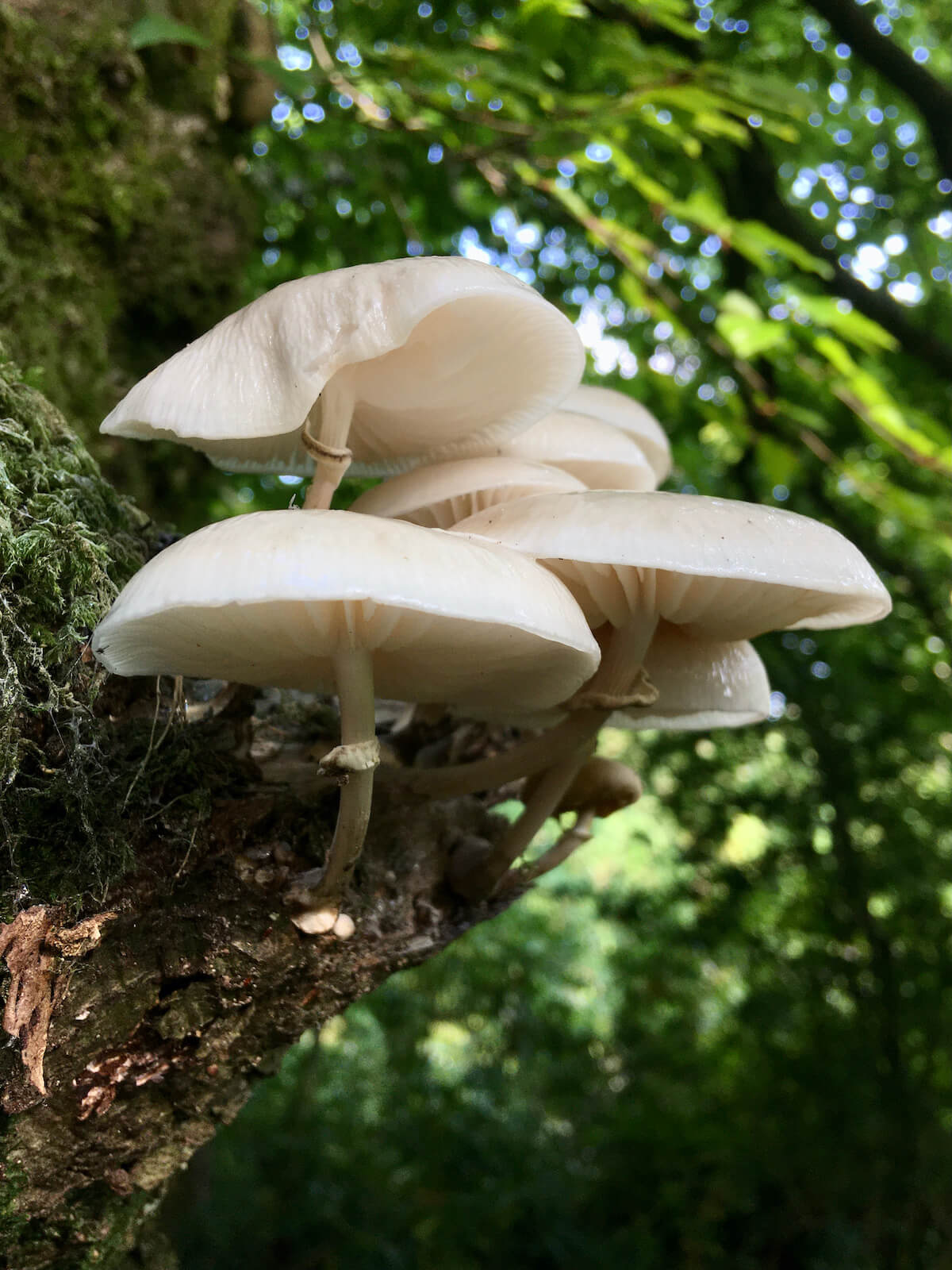 Pale Mushrooms and a Richness of Swallows – Susan Rushton
