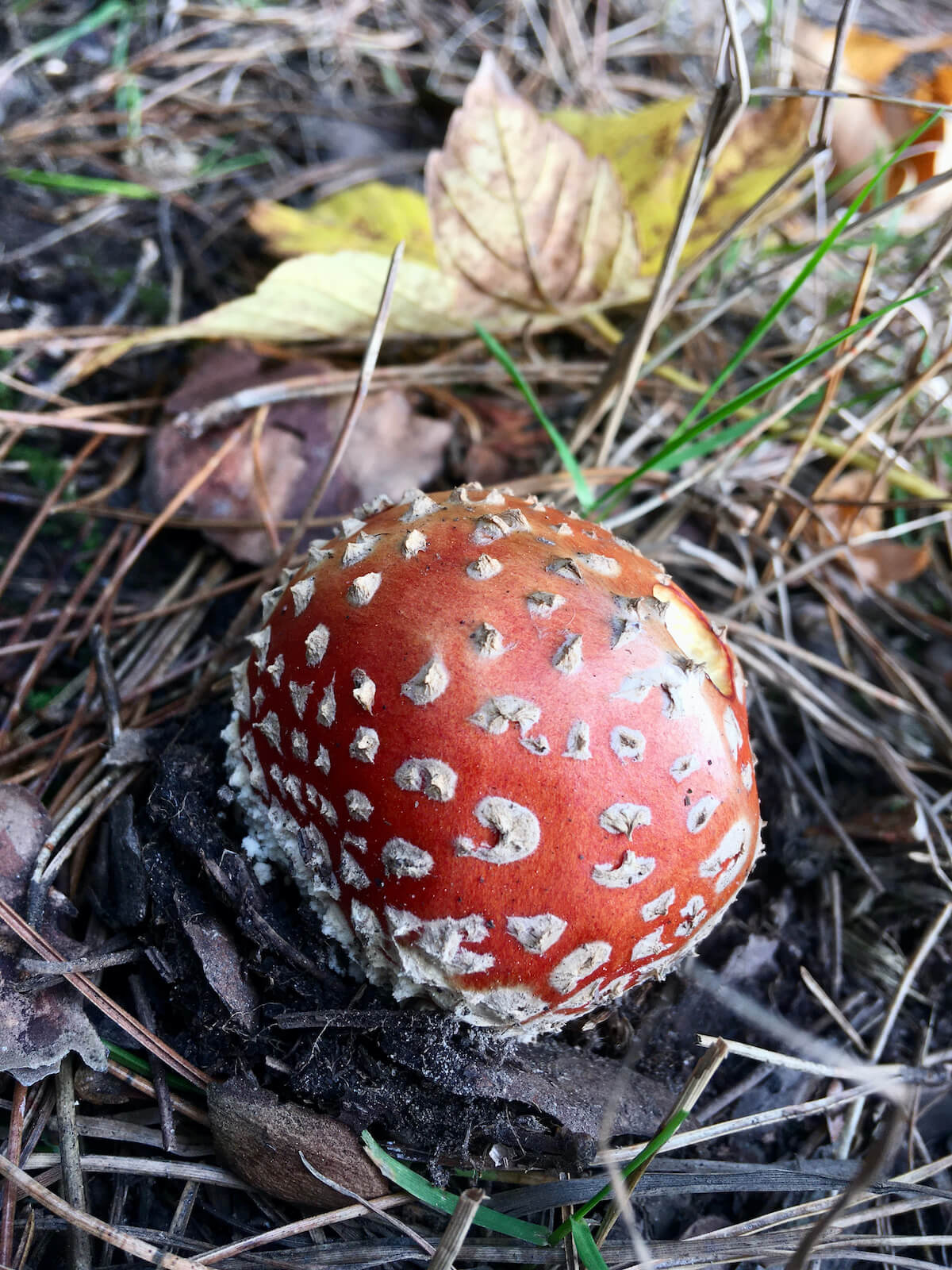 Two Types of Fly Agaric Toadstools – Susan Rushton