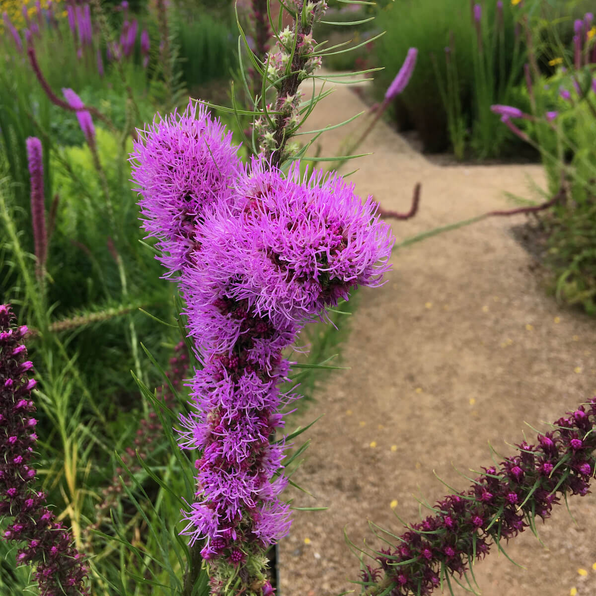 Liatris (Blazing Star) – Susan Rushton