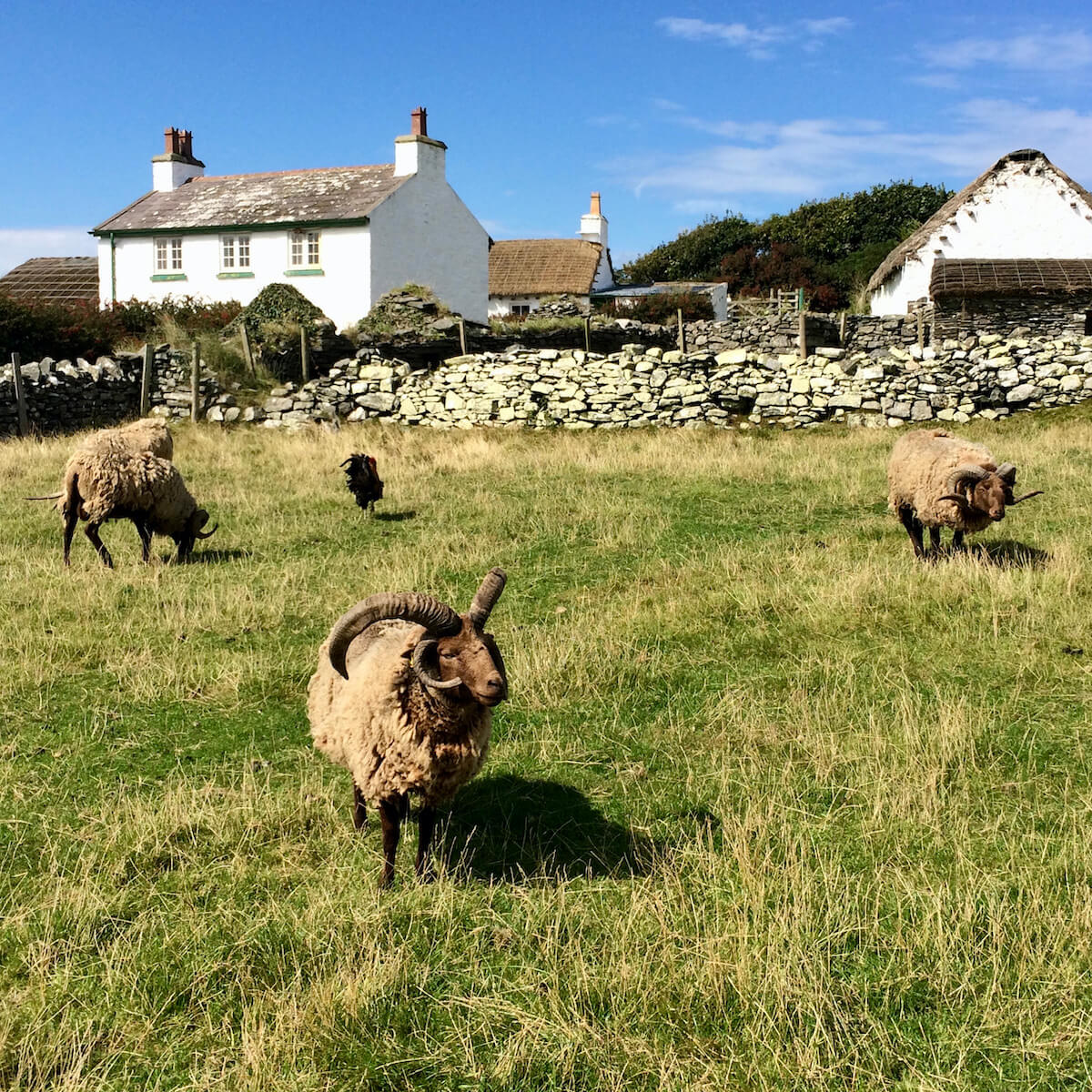 Manx Loaghtan Rare Breed Sheep at Cregneash, Isle of Man – Susan Rushton