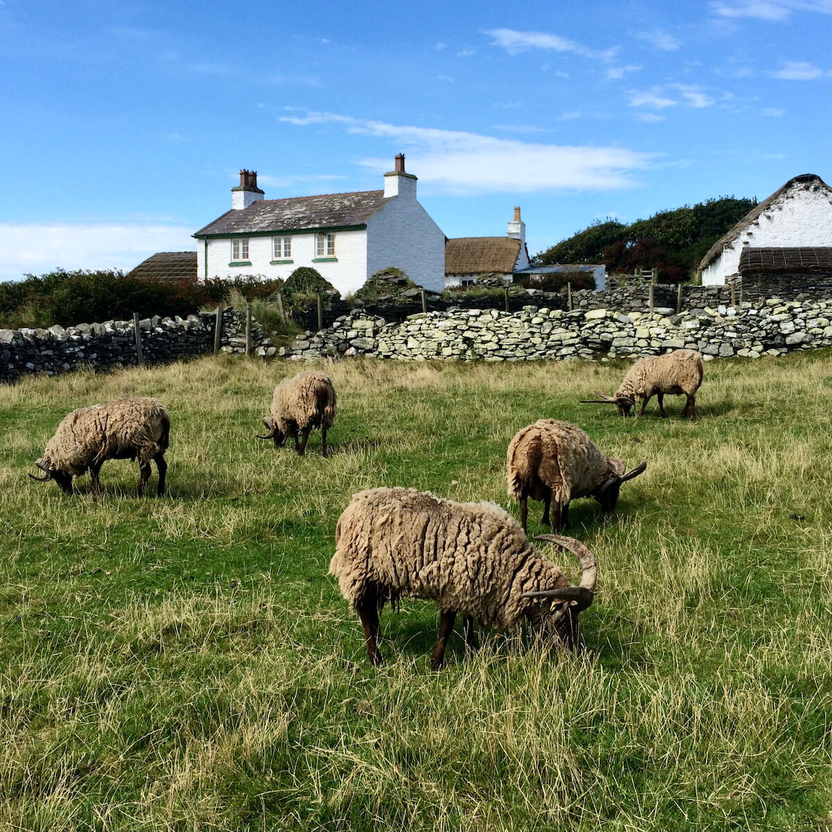 Manx Loaghtan Rare Breed Sheep at Cregneash, Isle of Man – Susan Rushton