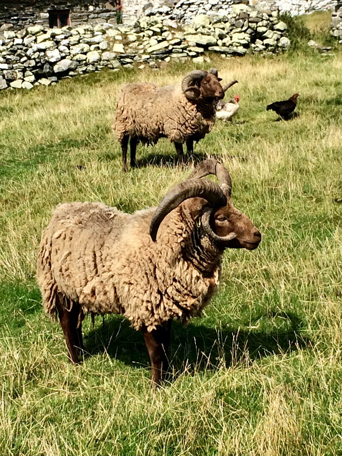 Manx Loaghtan Rare Breed Sheep at Cregneash, Isle of Man – Susan Rushton
