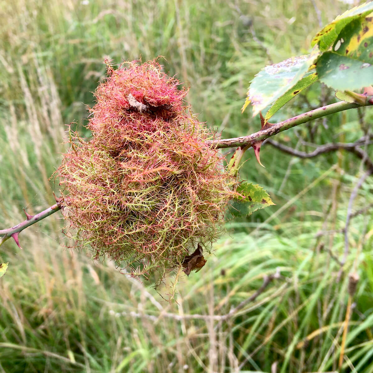 Rose Bedeguar Gall (Robin’s Pin Cushion) – Susan Rushton