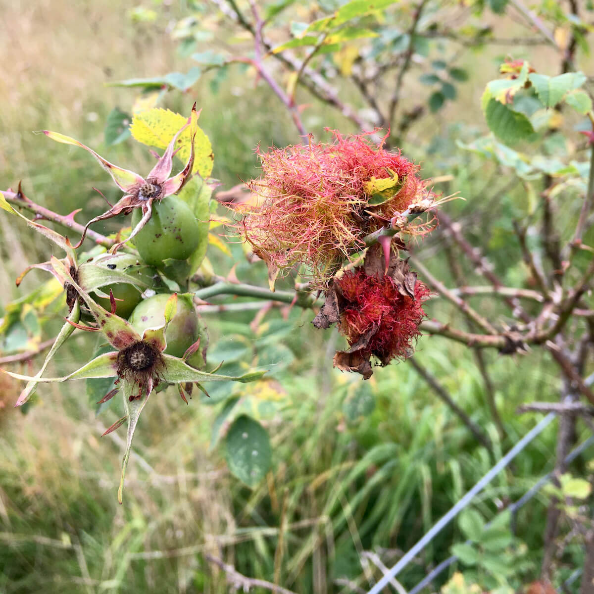 Rose Bedeguar Gall (Robin’s Pin Cushion) – Susan Rushton