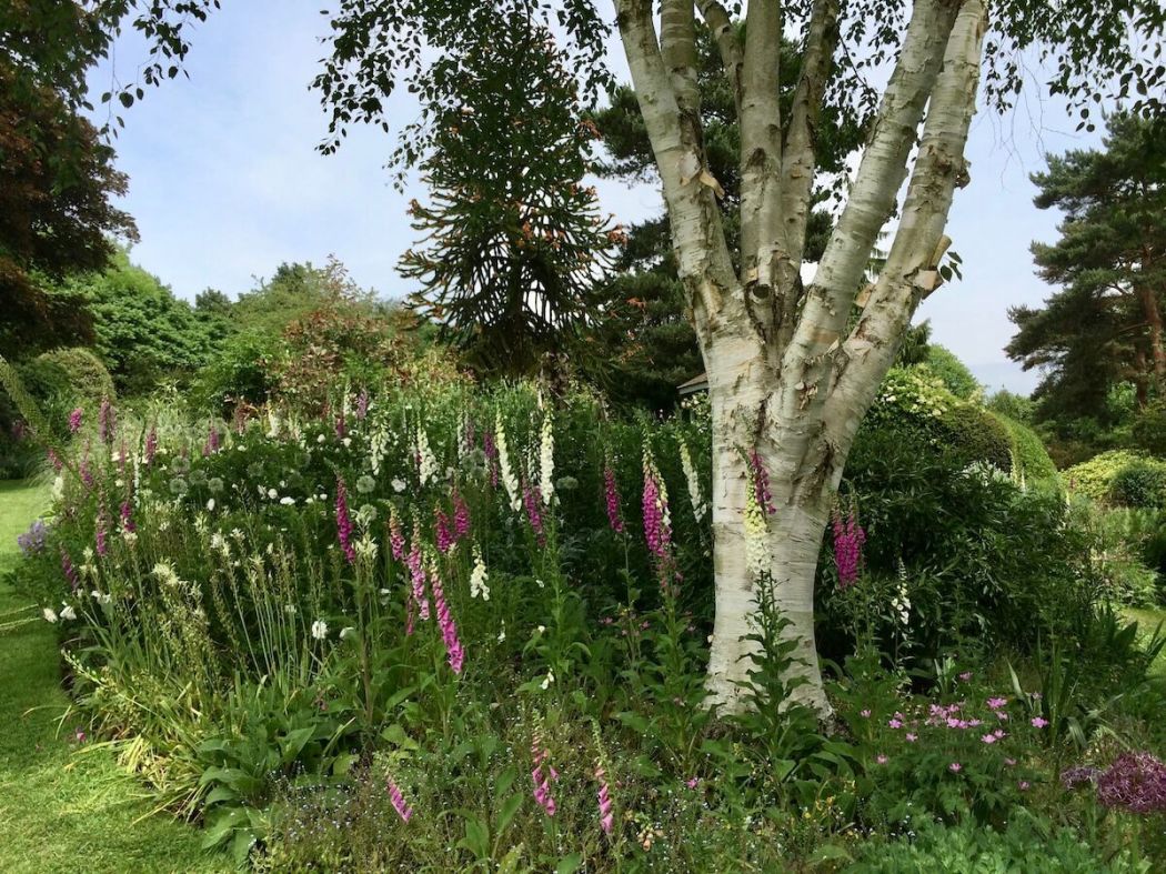 Using Birch in the Garden for Light, Rhythm and Texture – Susan Rushton