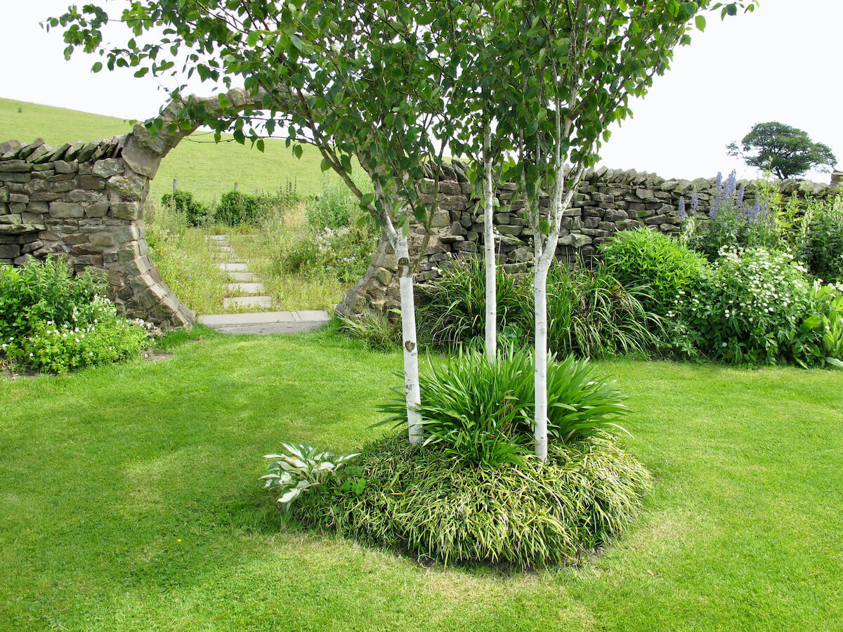 Landscaping Around Birch Tree