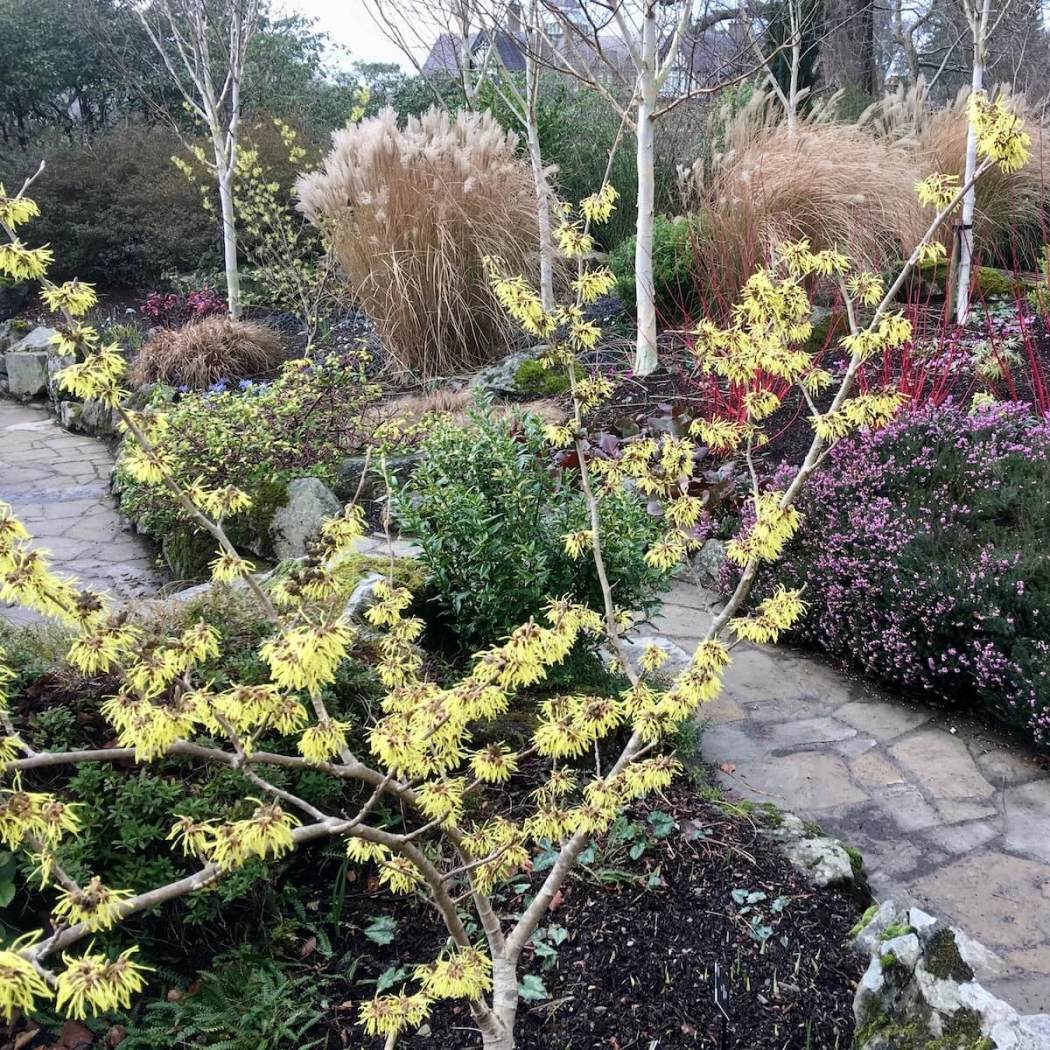 Using Birch in the Garden for Light, Rhythm and Texture – Susan Rushton