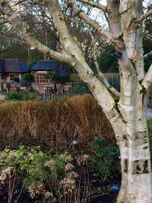 Using Birch in the Garden for Light, Rhythm and Texture – Susan Rushton