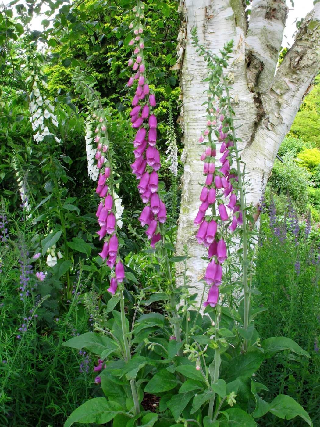 Using Birch in the Garden for Light, Rhythm and Texture – Susan Rushton