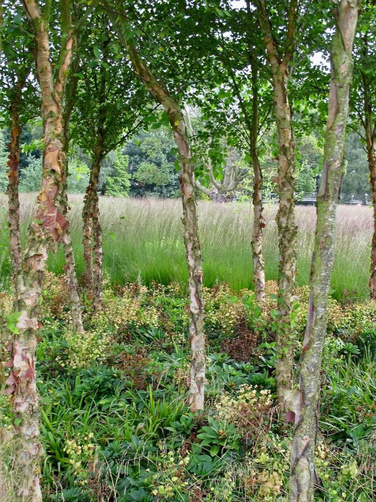 Using Birch in the Garden for Light, Rhythm and Texture – Susan Rushton