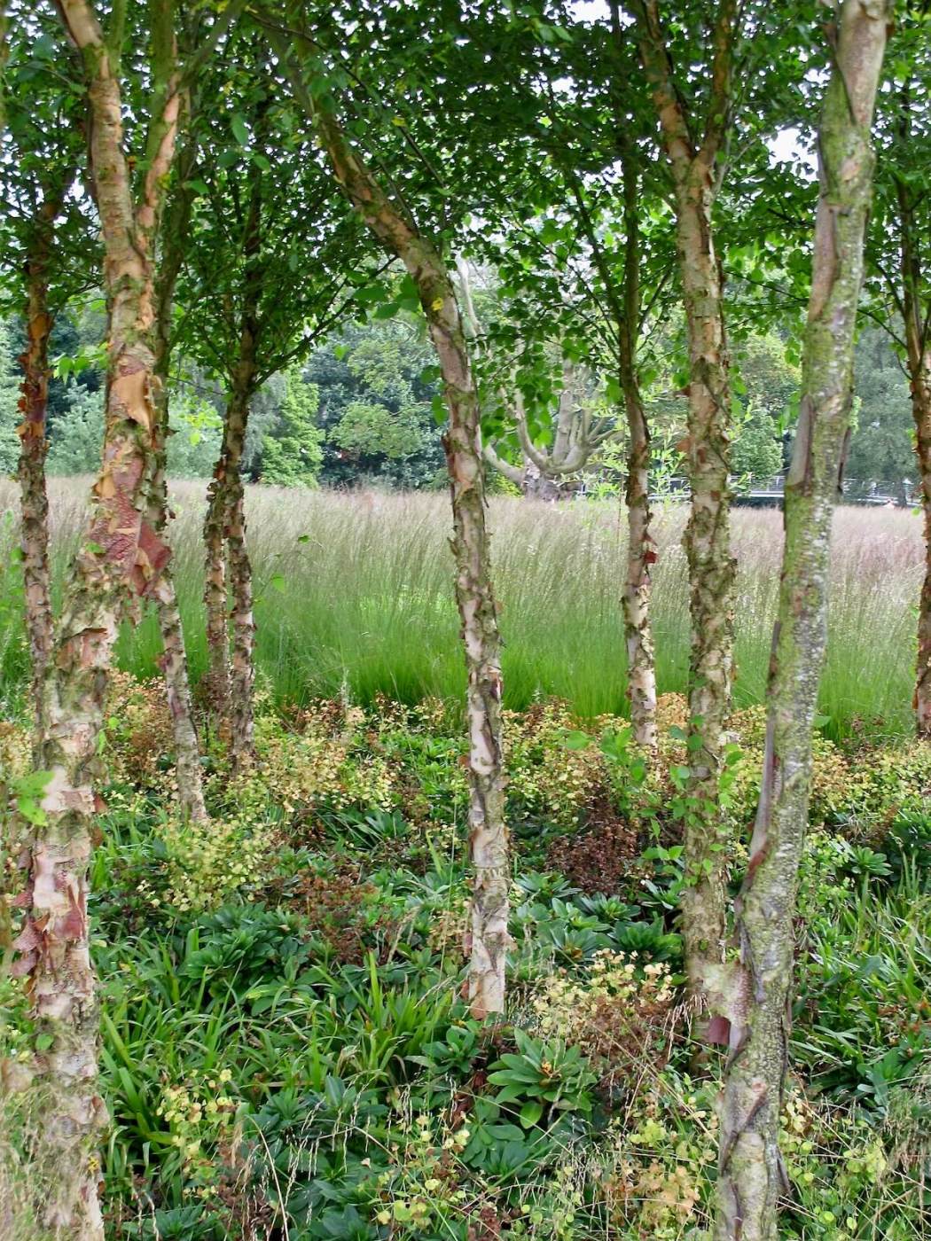 Using Birch in the Garden for Light, Rhythm and Texture – Susan Rushton