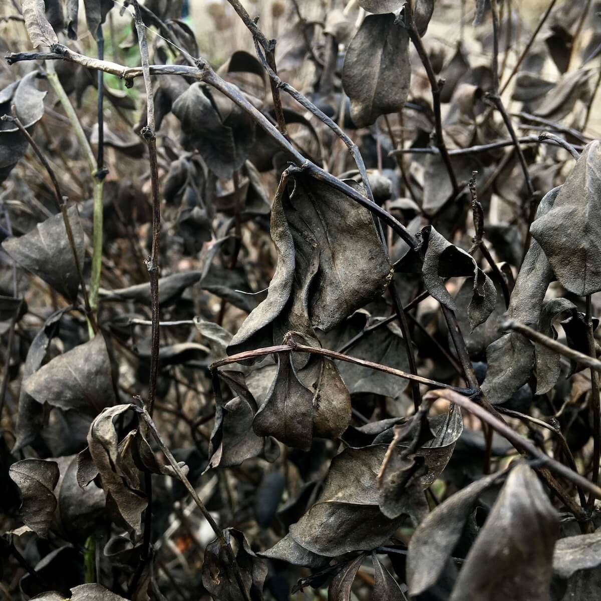 Details of Foliage Left Uncut in a Winter Garden – Susan Rushton