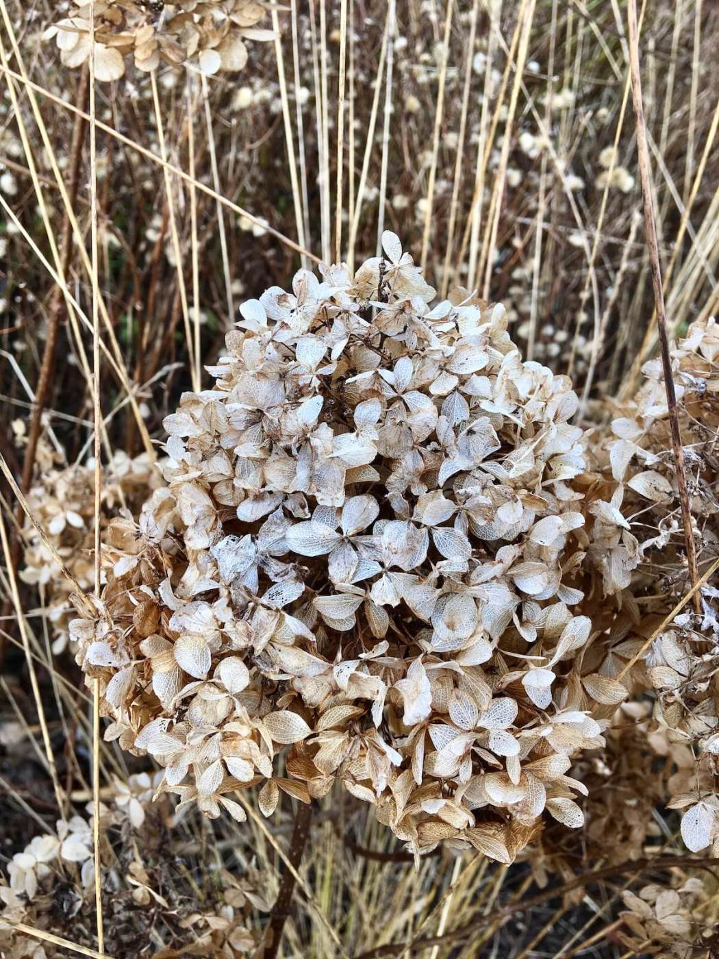 Winter – Susan Rushton