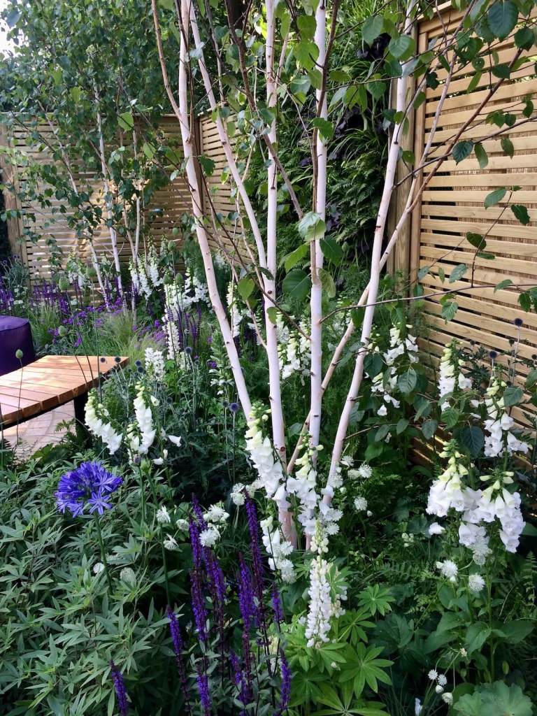 Using Birch in the Garden for Light, Rhythm and Texture – Susan Rushton