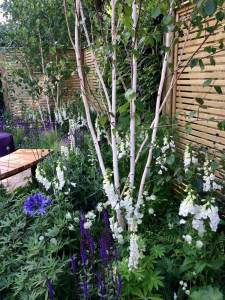 Using Birch in the Garden for Light, Rhythm and Texture – Susan Rushton