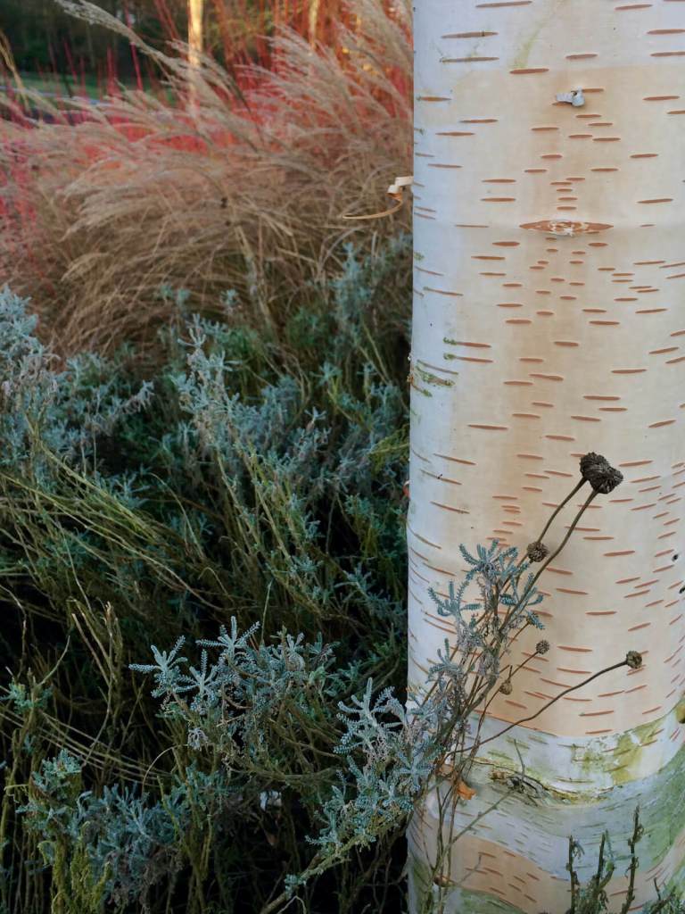 Using Birch in the Garden for Light, Rhythm and Texture – Susan Rushton