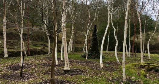 Using Birch in the Garden for Light, Rhythm and Texture – Susan Rushton