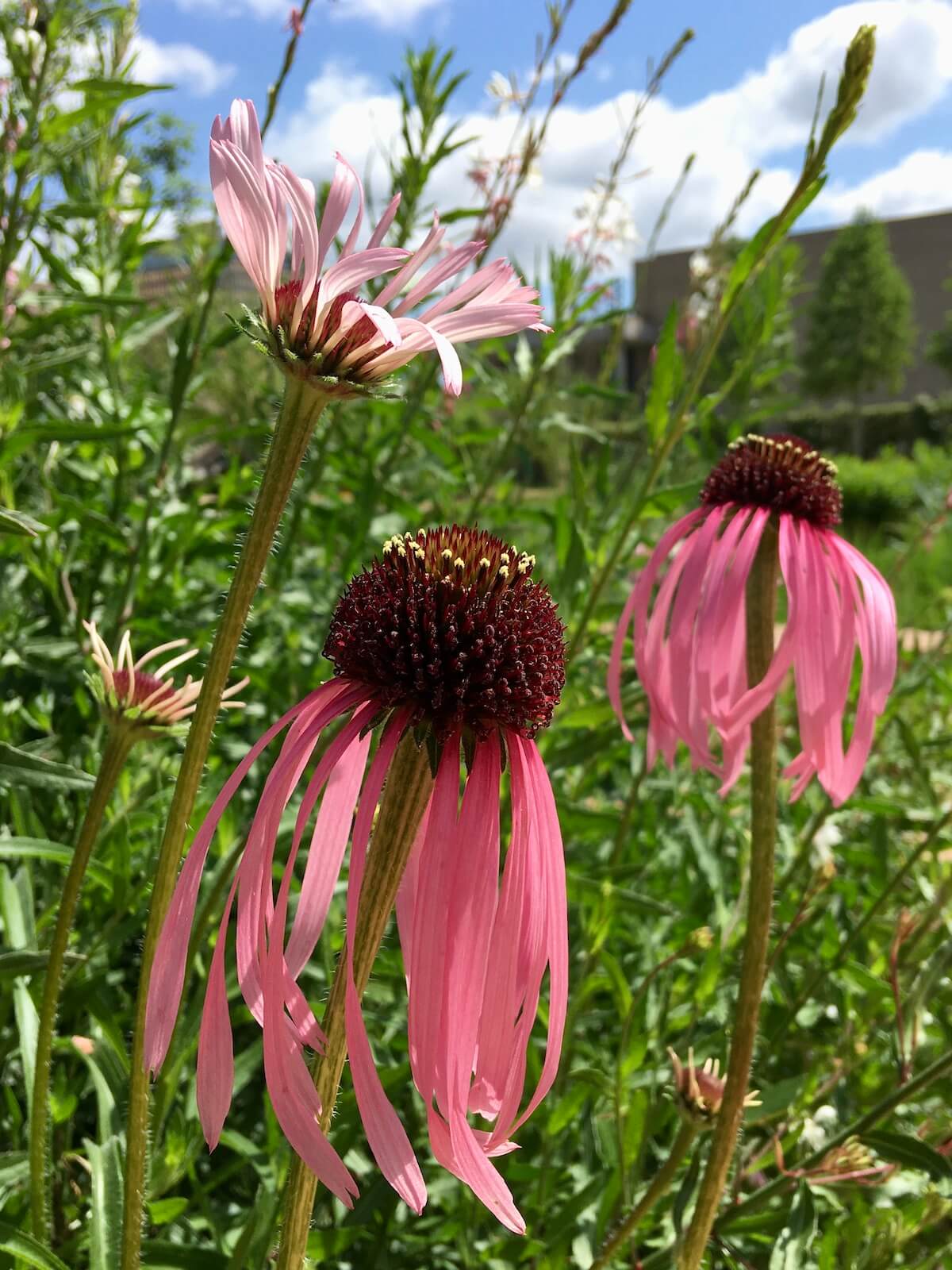 Flower of the Day: Echinacea – Susan Rushton