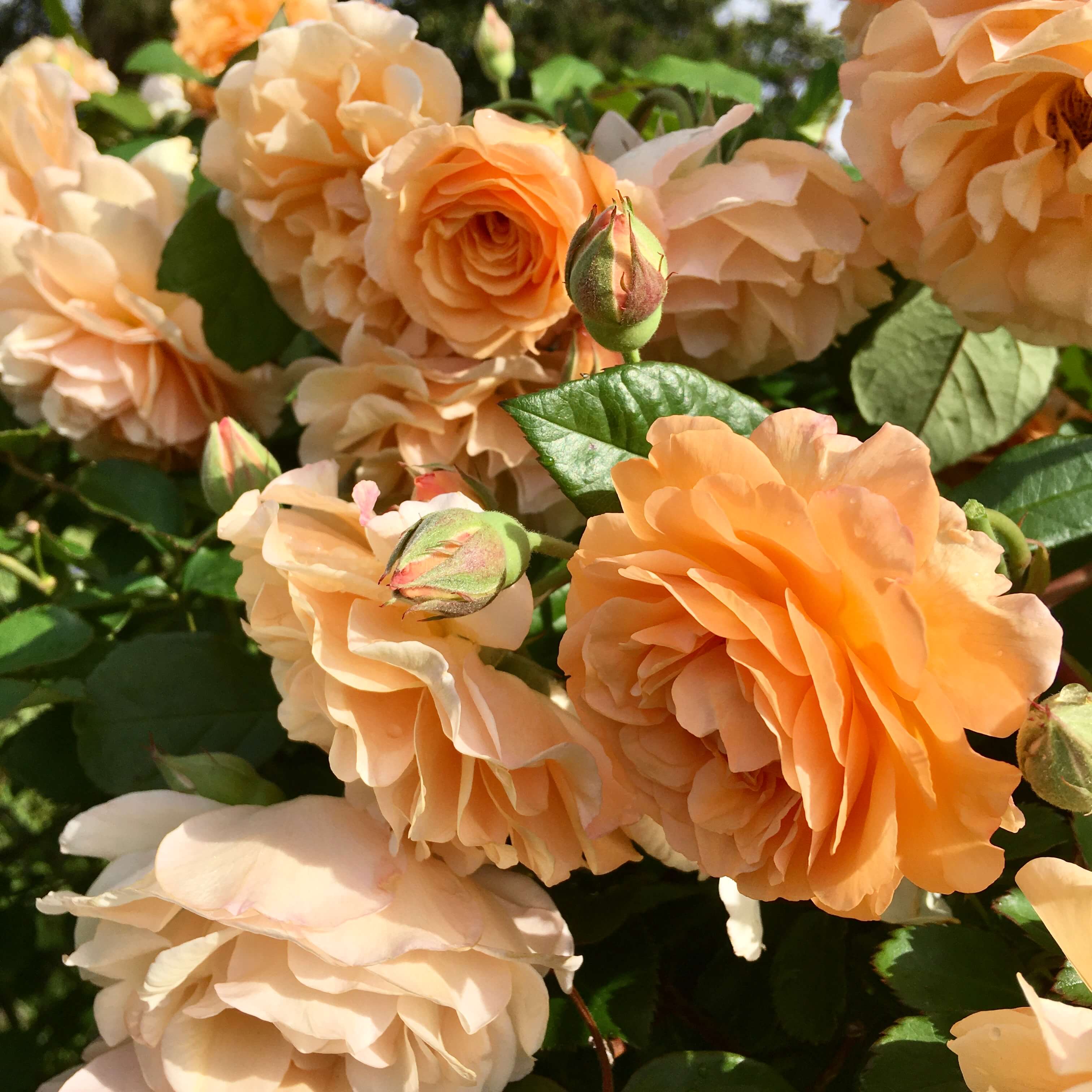 Droopy Roses: The Ones That Nod – Susan Rushton