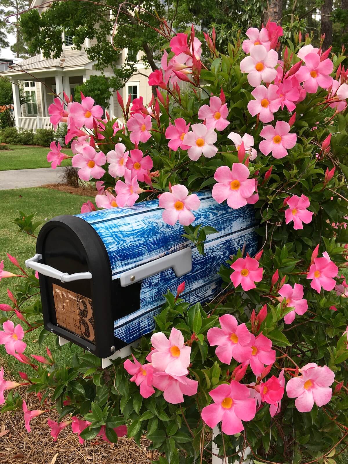 Plants to Grow on a Mailbox: Mandevilla (Rocktrumpet) – Susan Rushton