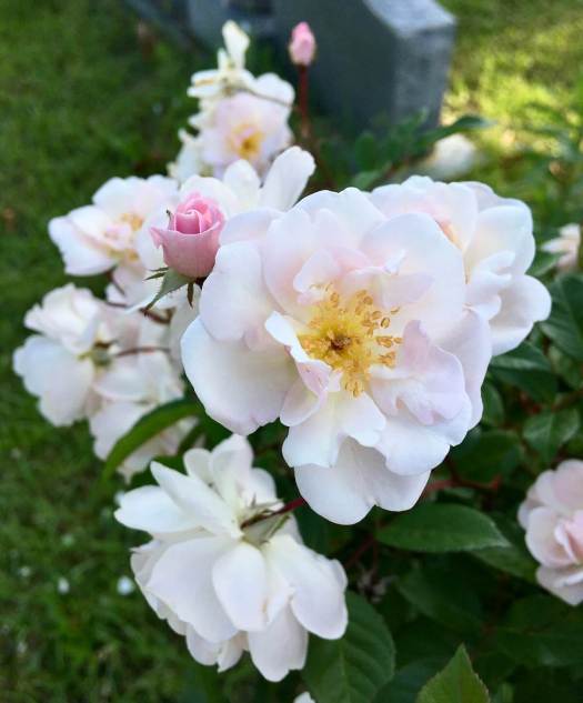 Gallery of Roses in Greenwood Cemetery, Jackson, MS – Susan Rushton