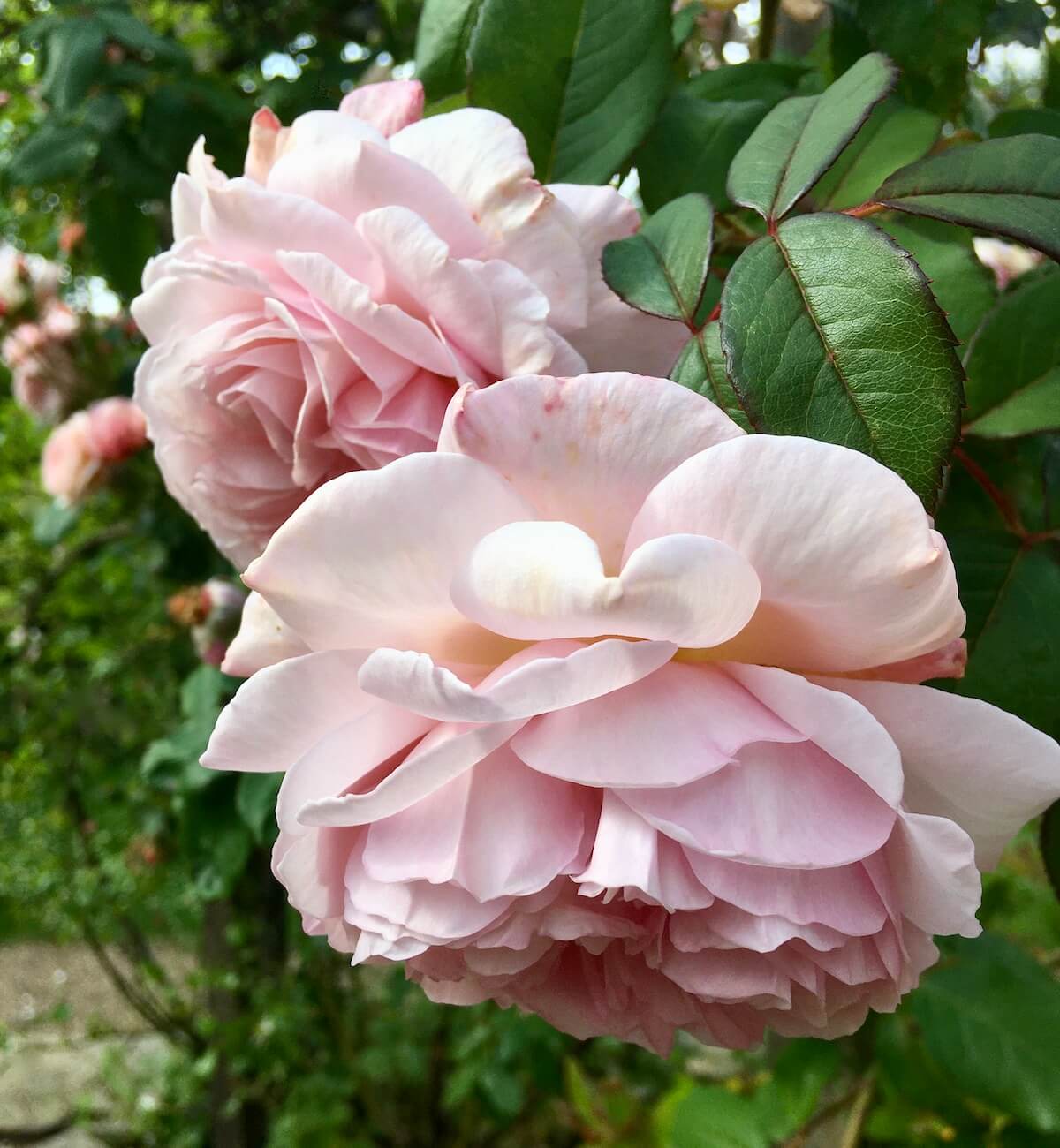 Droopy Roses: The Ones That Nod – Susan Rushton