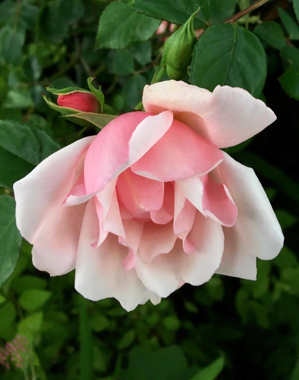 Droopy Roses: The Ones That Nod – Susan Rushton