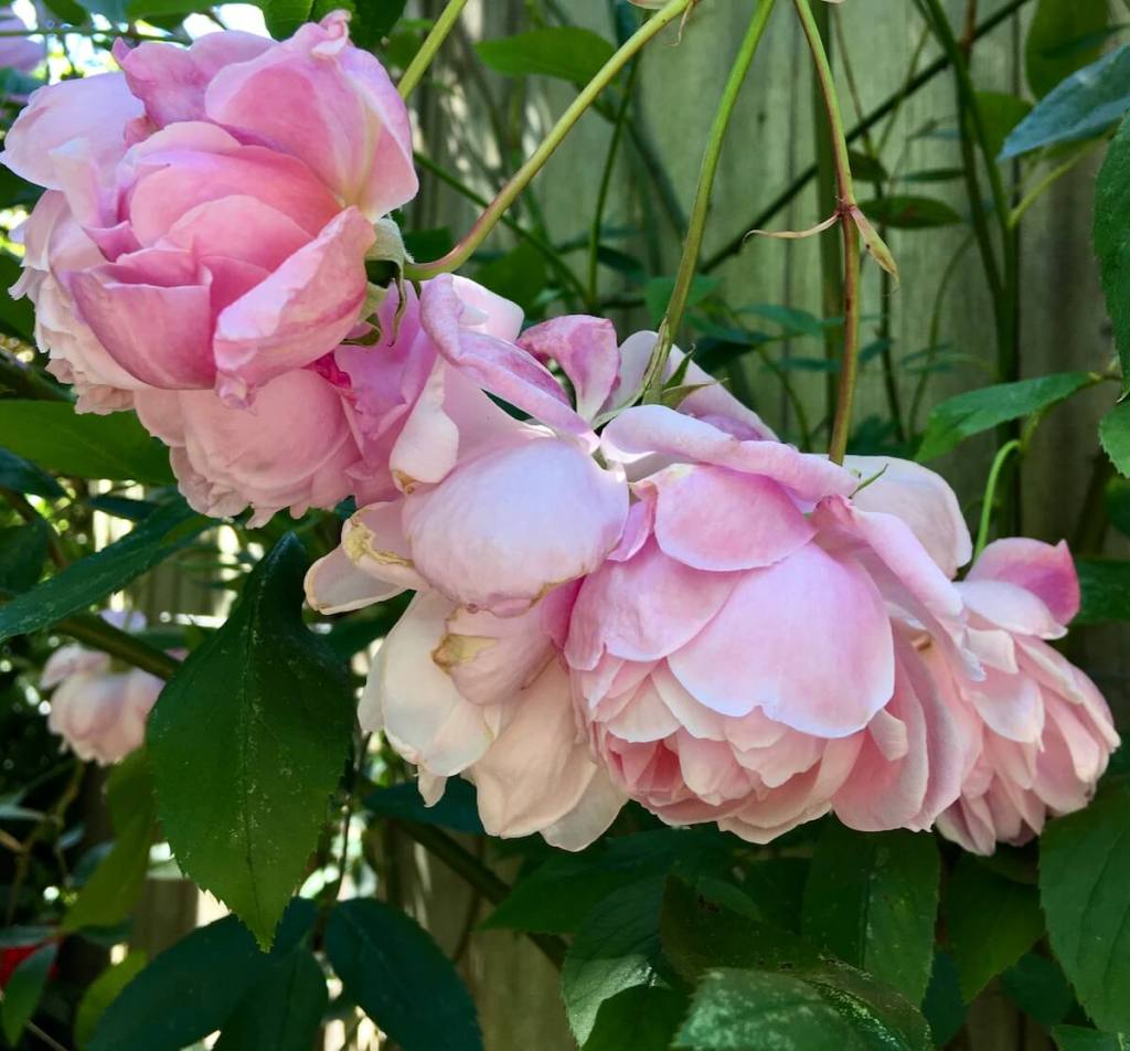 Droopy Roses: The Ones That Nod – Susan Rushton