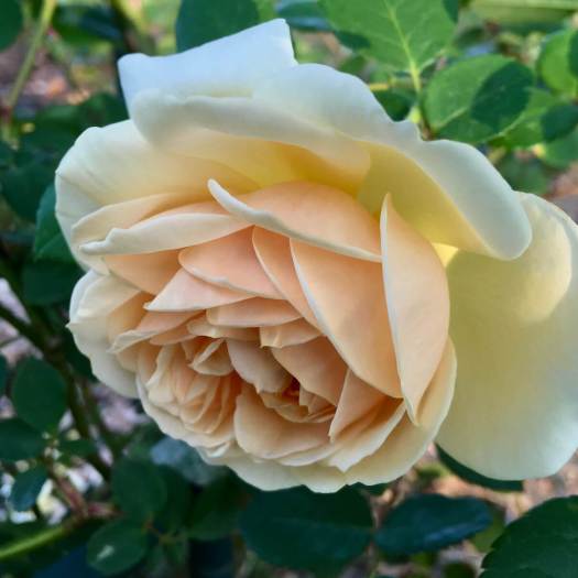Droopy Roses: The Ones That Nod – Susan Rushton