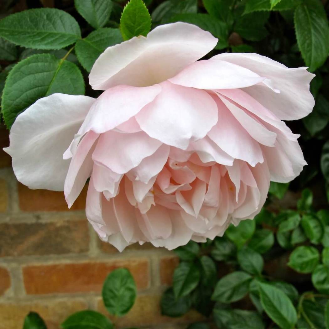 Droopy Roses: The Ones That Nod – Susan Rushton